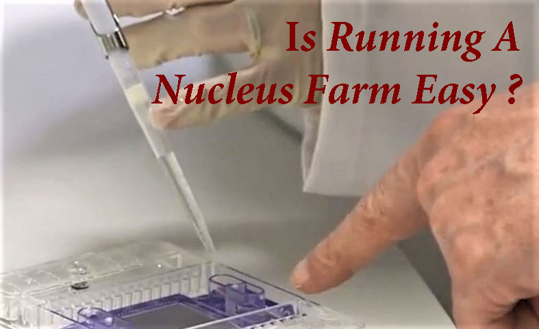 Is Running A Nucleus Farm Easy? – True North Genetics