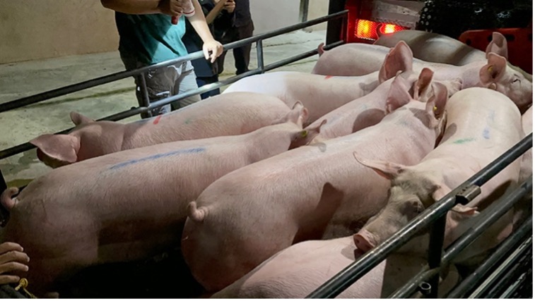 Genesus Competitive Edge – Genesus & Golden Harvesta Article – True ...