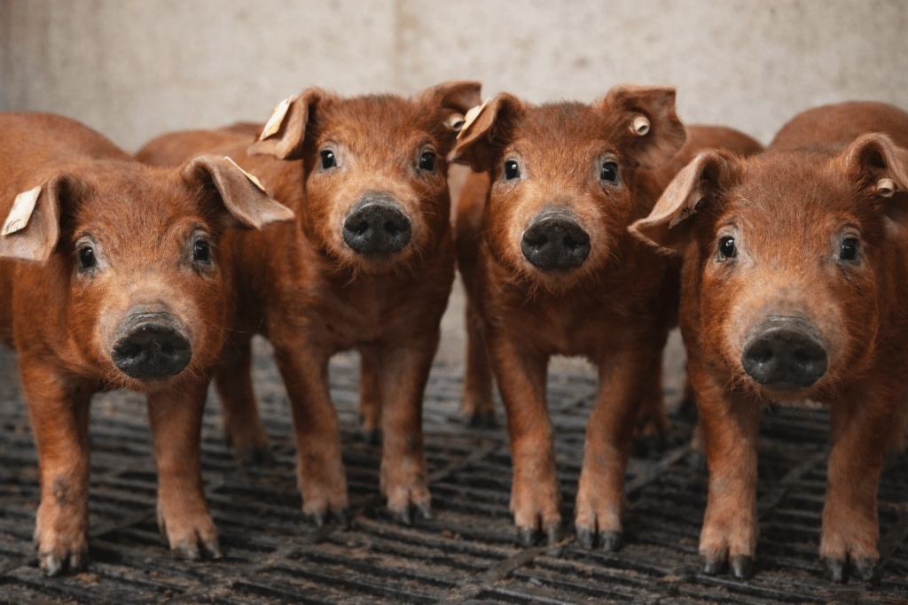 True North Genetics – World's Largest Registered Purebred Swine Herd